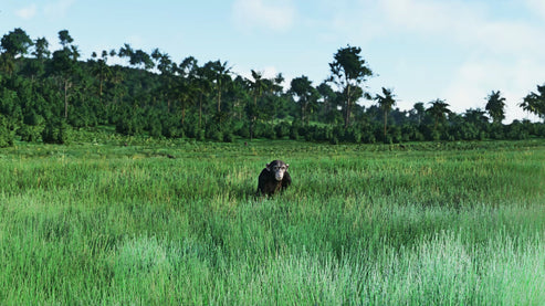 SoFly Animals for MSFS-2020 – iniBuilds Store